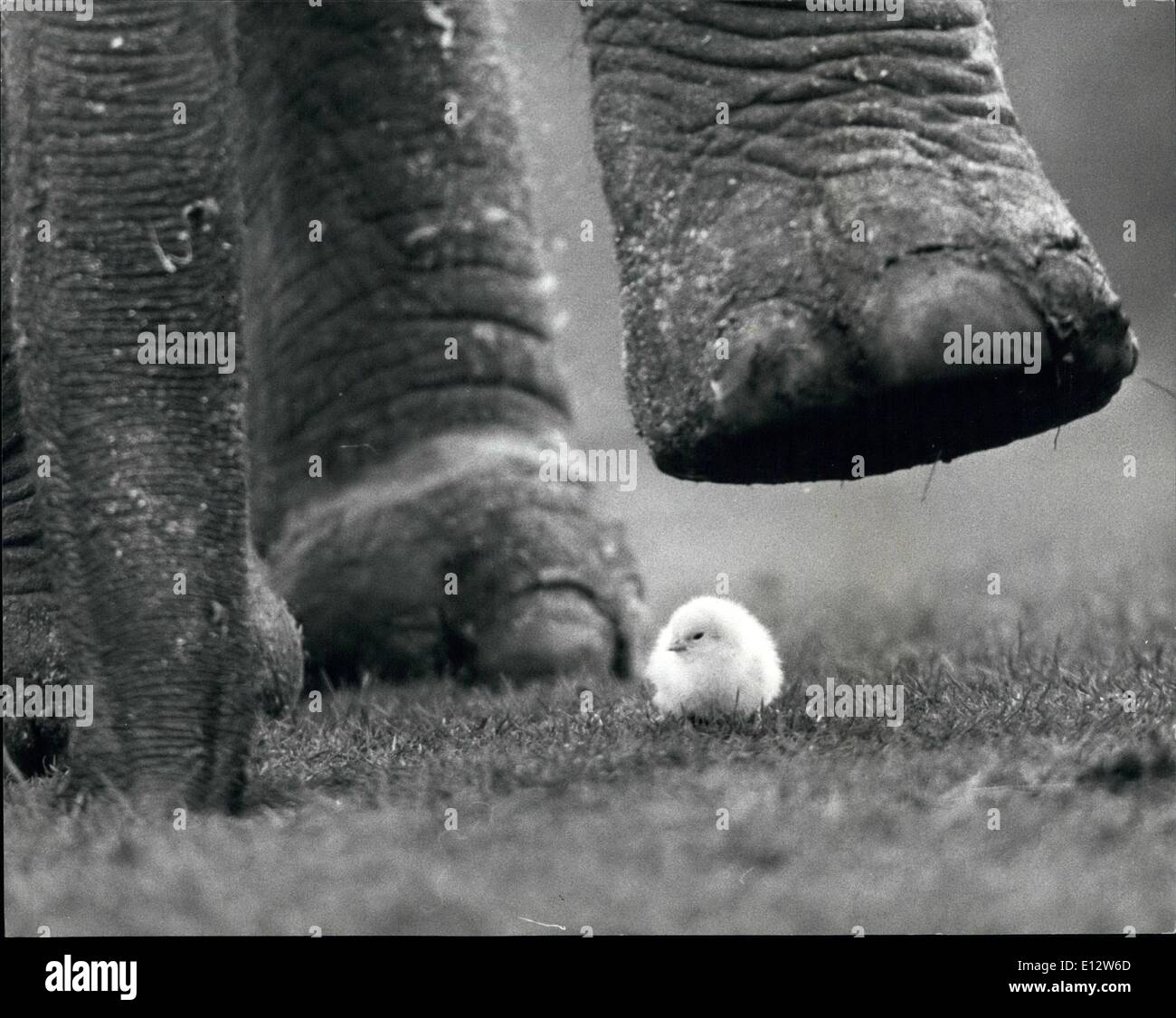 Emily elephant as sherwood zoo hi-res stock photography and images - Alamy