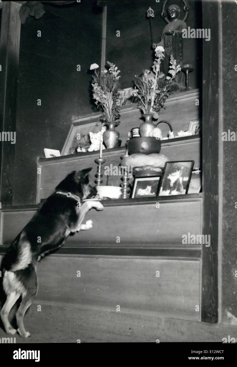 How To Steal A Dog High Resolution Stock Photography and Images - Alamy