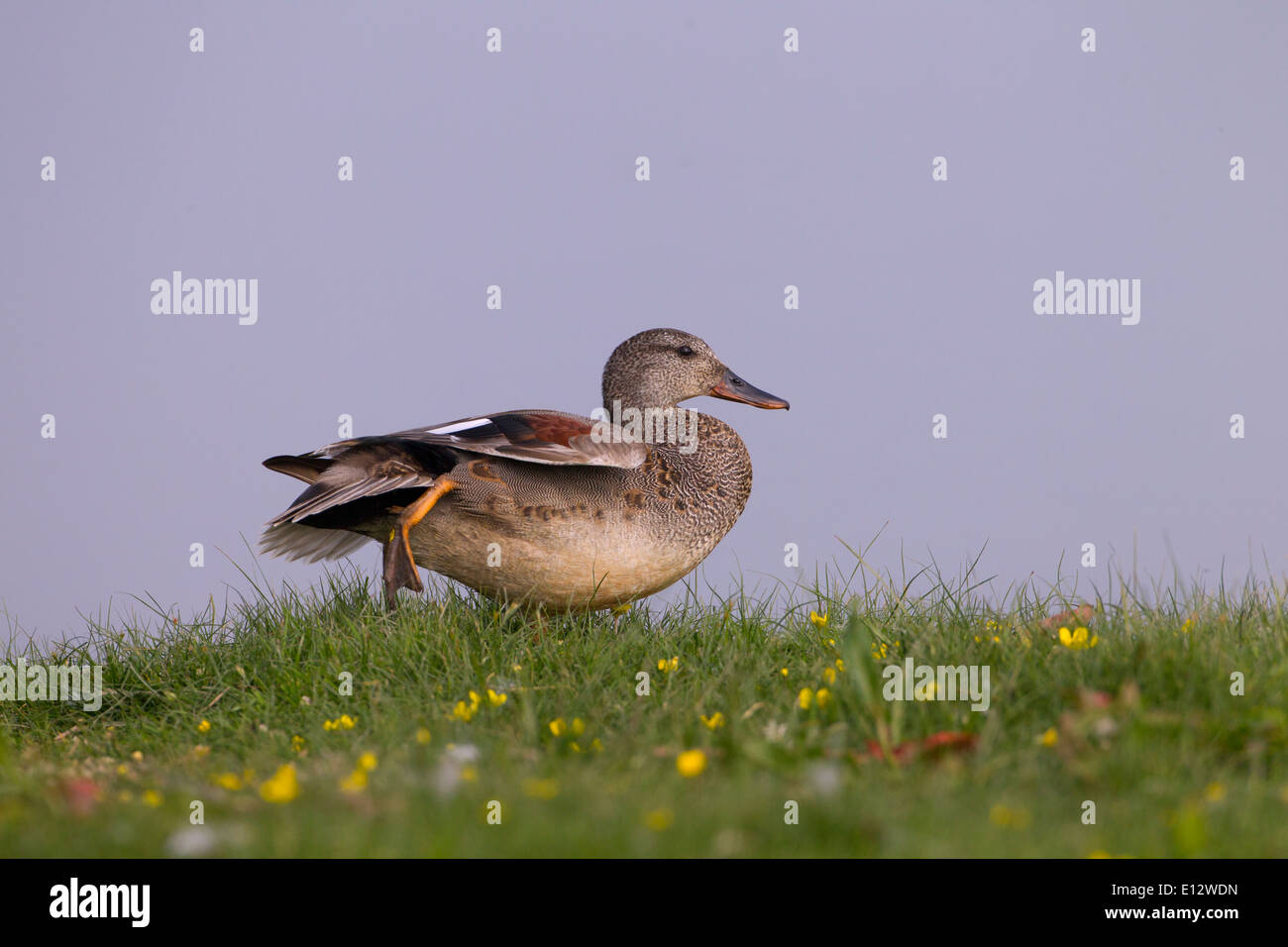 Gregarious bird species hi-res stock photography and images - Alamy
