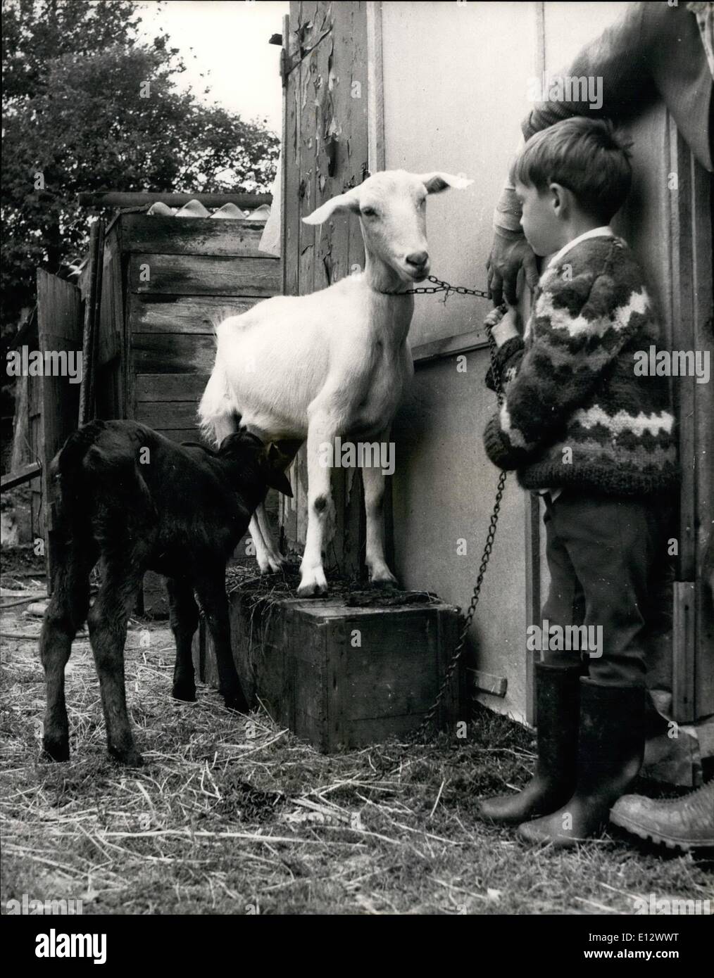 Orphan calf hi-res stock photography and images - Alamy