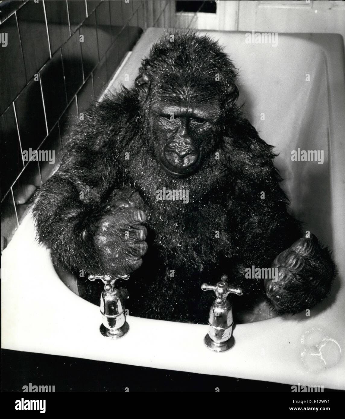 2012 gorilla getting bath hi-res stock photography and images - Alamy