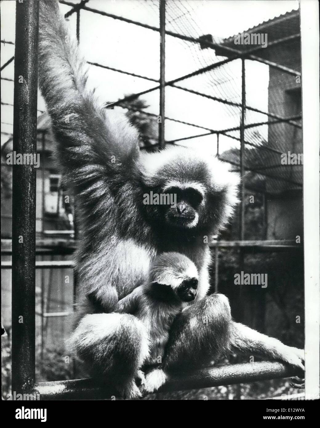 Feb. 25, 2012 - RARE GIBBON BORN AT PRAGUE ZOO: This young Gibbon ...