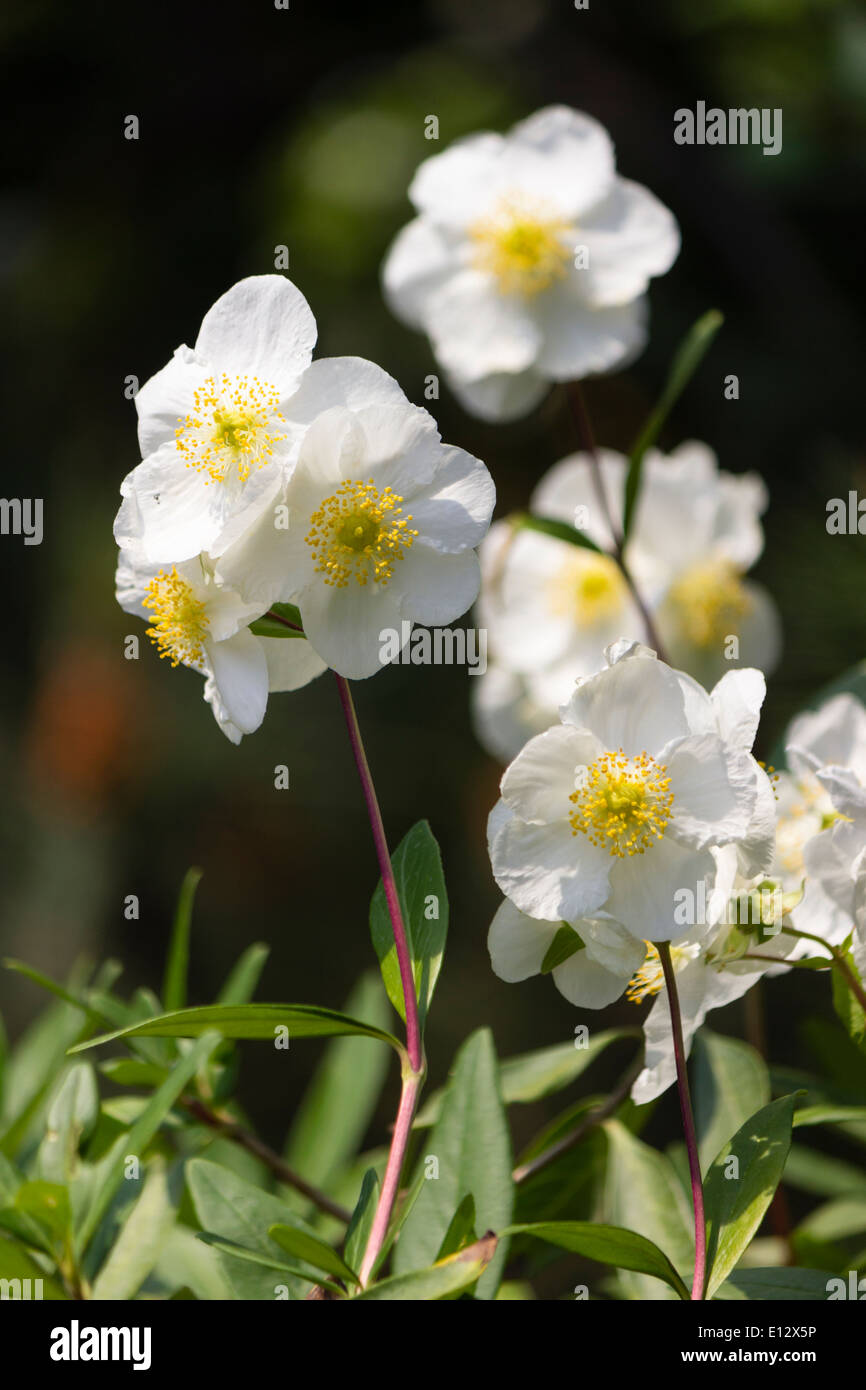 Carpenteria hi-res stock photography and images - Alamy