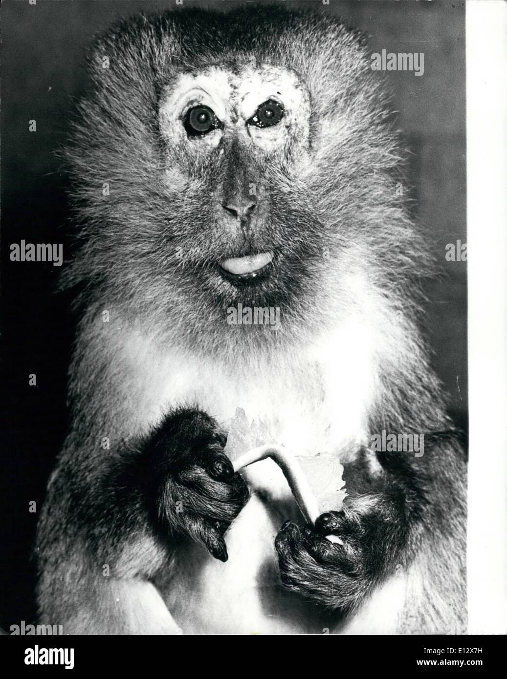 Feb. 25, 2012 - A Great Grandmother: Java-ape ''Lombok in the Zoo at Basle, Switzerland, is the ...