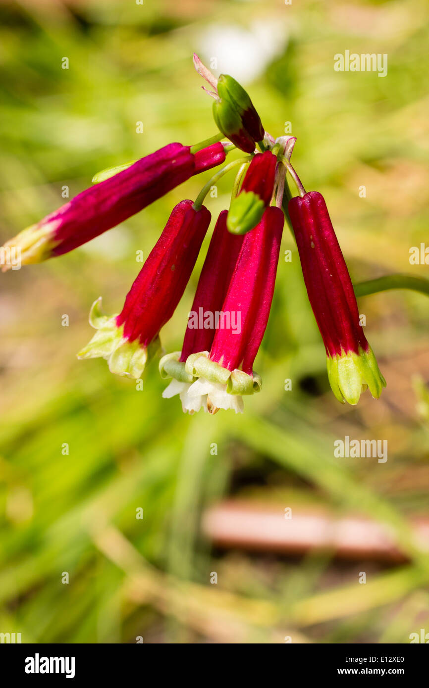Bright red tubular flowers californian hi-res stock photography and ...