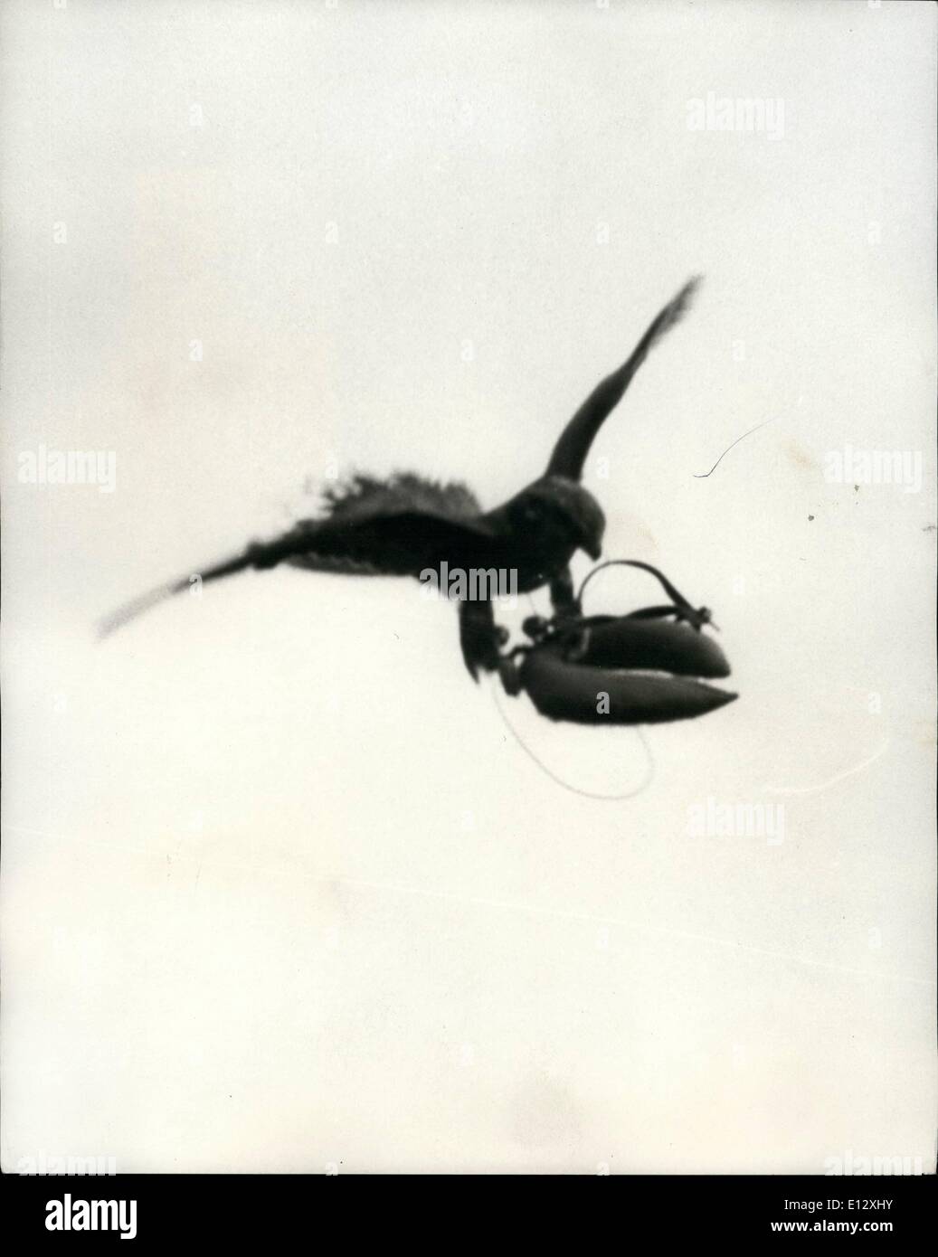 Feb. 25, 2012 - Lugger Falcon strikes at the lure. Eagles and hawks are ...