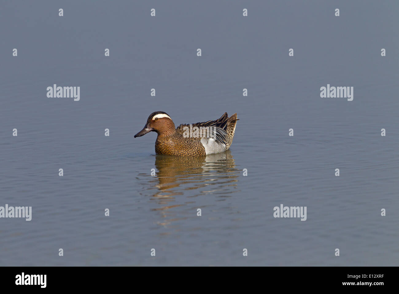 Garganey Anas querquedula Drake at Cley reserve Norfolk May Stock Photo ...