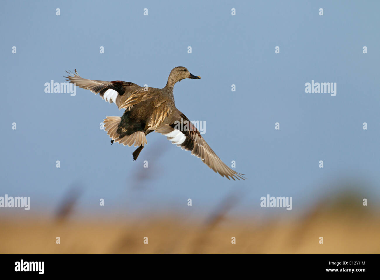 Gregarious bird species hi-res stock photography and images - Alamy