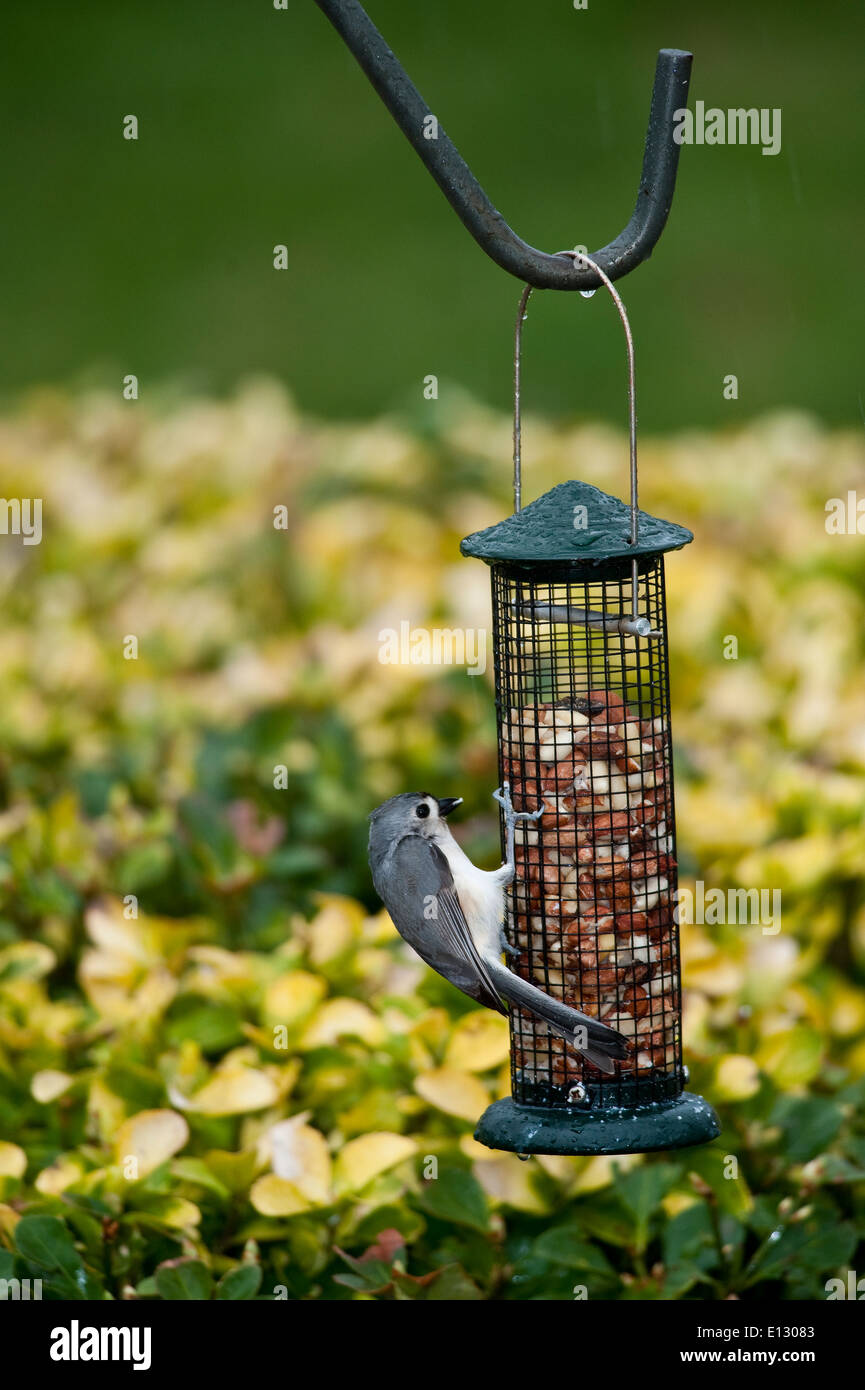 Titmouse with peanut hi-res stock photography and images - Alamy