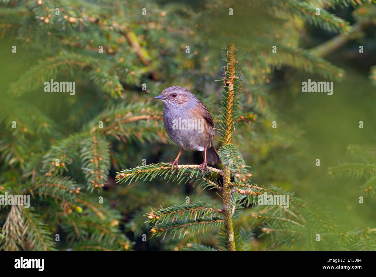 Insects in the gardens hi-res stock photography and images - Alamy
