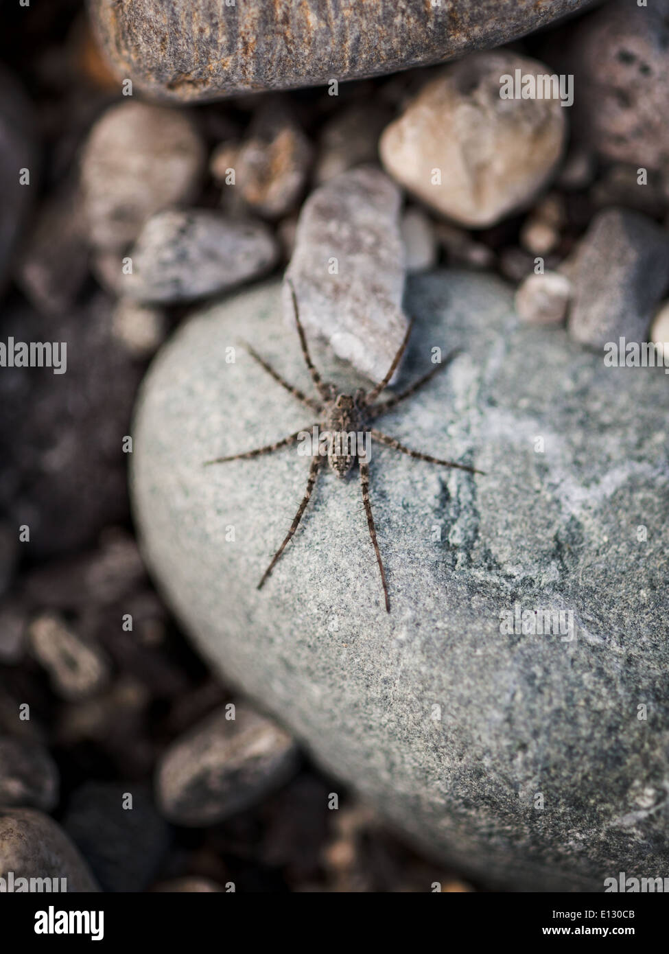 Fishing spider on beach rocks at the seashore Stock Photo - Alamy