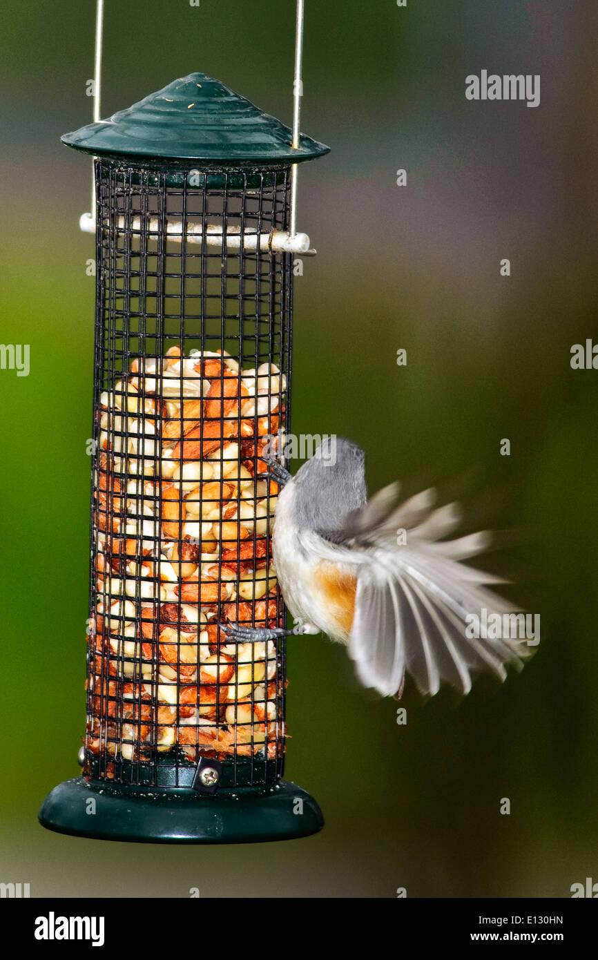 The rear view of a Tufted Titmouse eating peanuts from a bird feeder ...