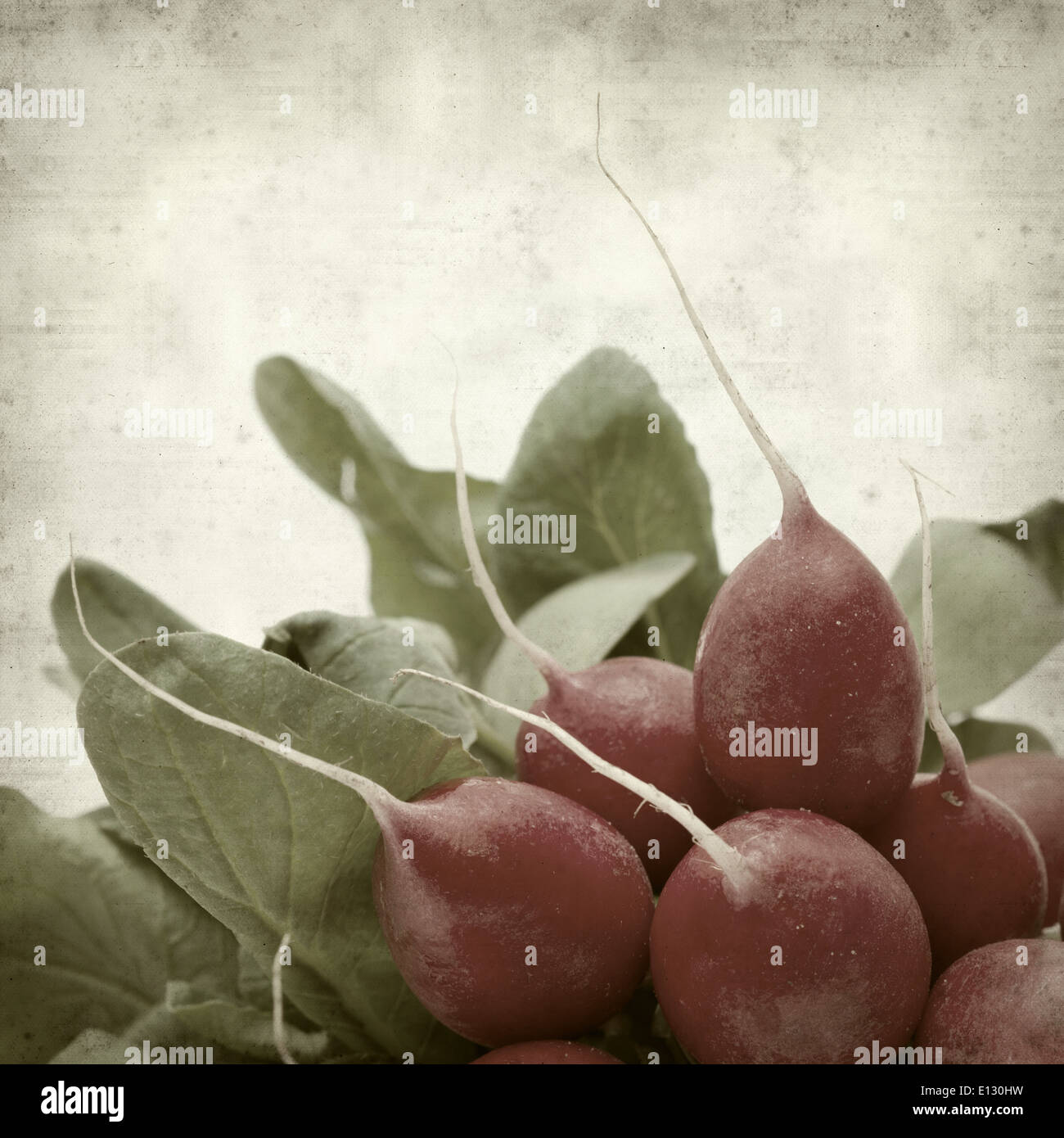 textured old paper background with fresh radish Stock Photo - Alamy