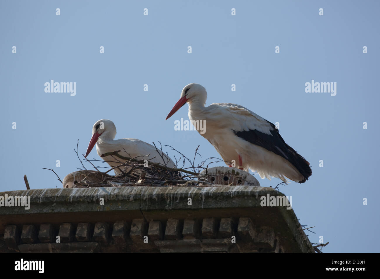 White stork with nesting material hi-res stock photography and images ...