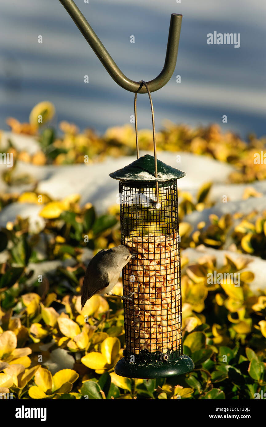 Paras hi-res stock photography and images - Alamy