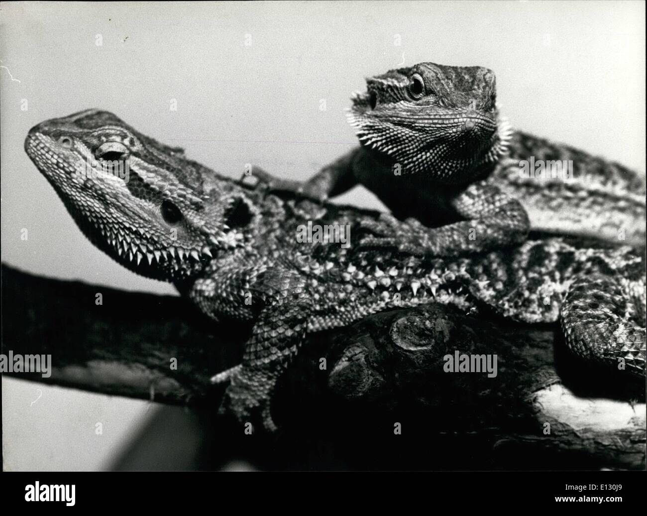 2012 lizards hi-res stock photography and images - Alamy