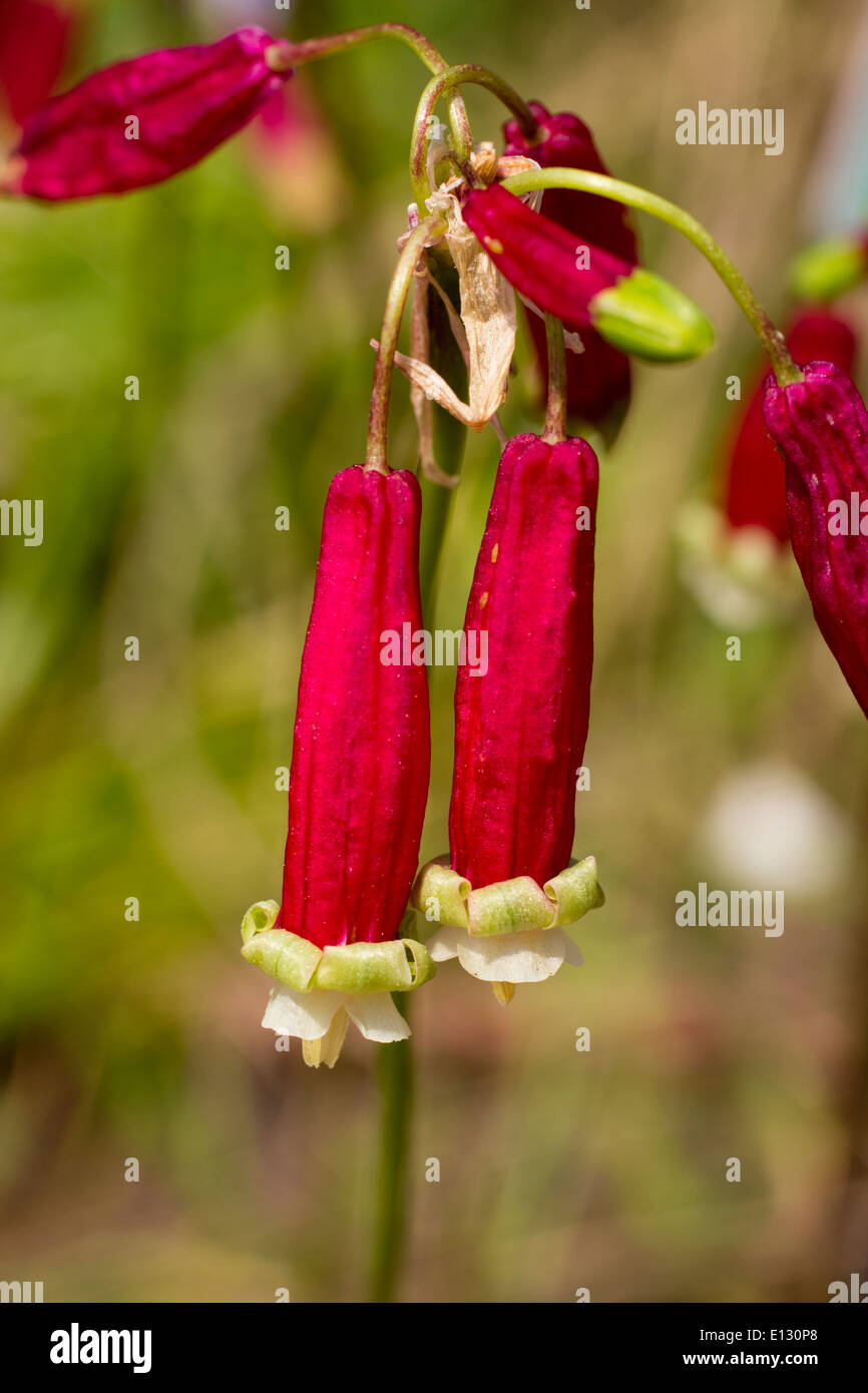 Dichelostemma hi-res stock photography and images - Alamy