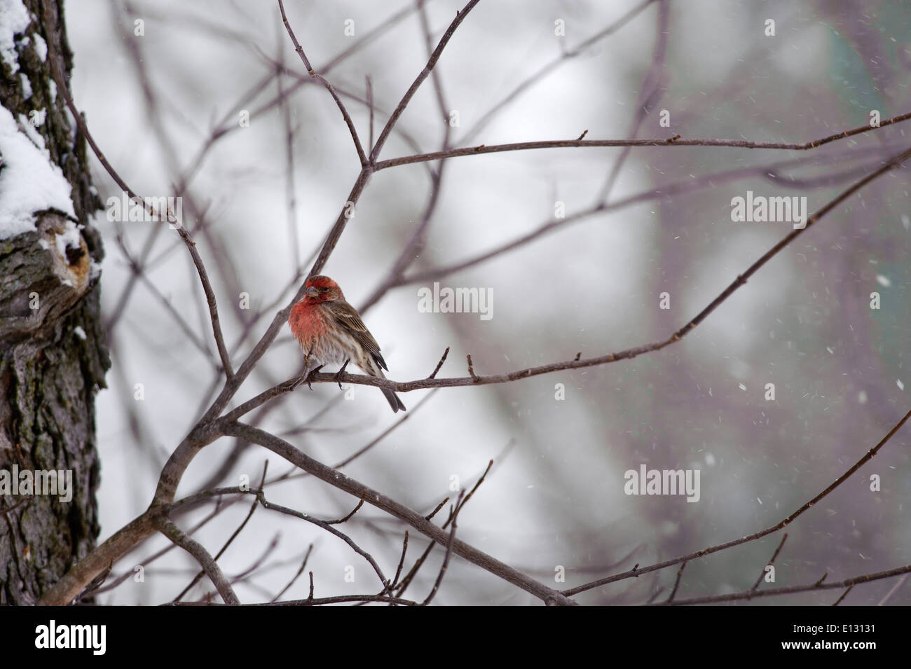Tree falling on house hi-res stock photography and images - Alamy