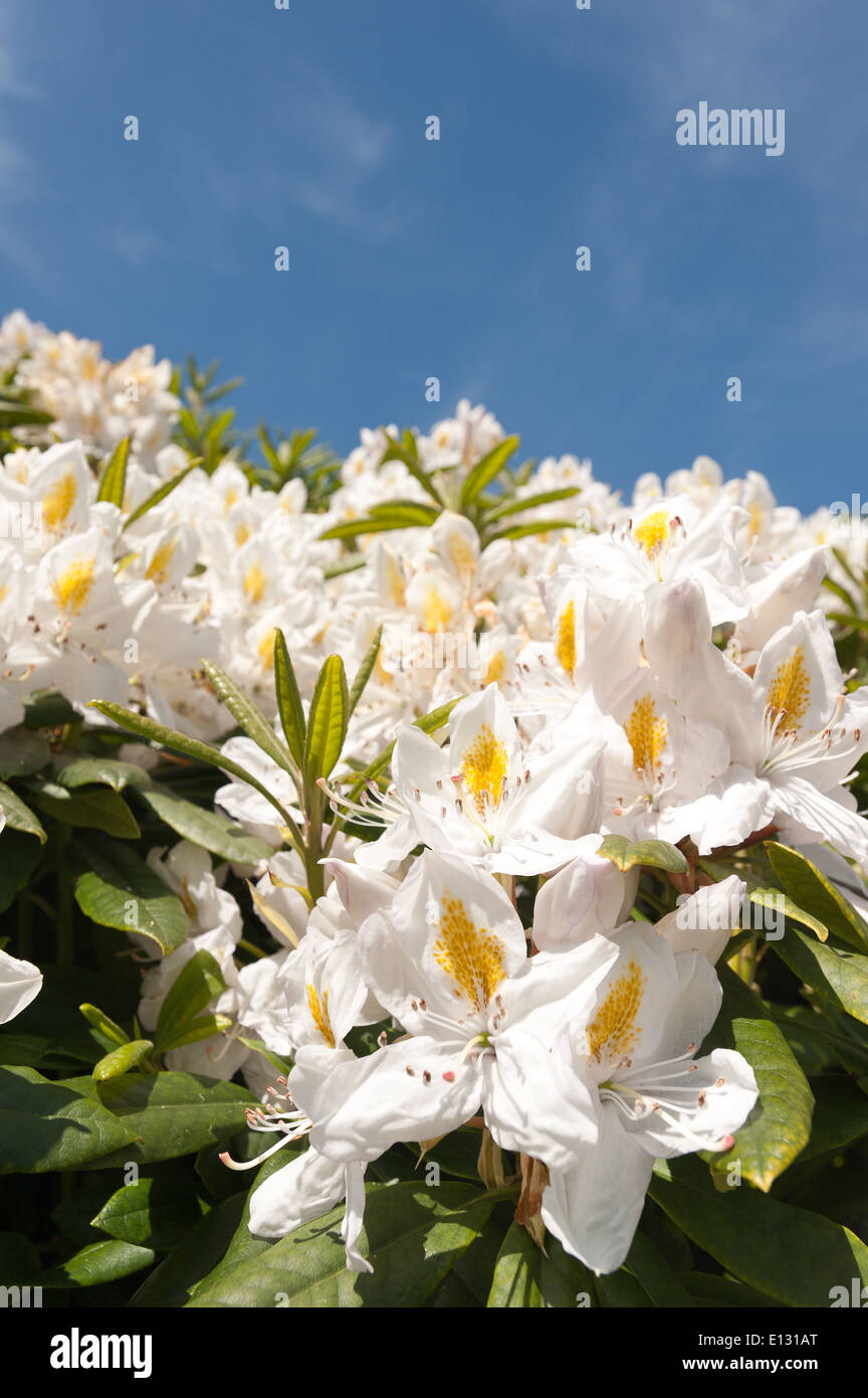 Azalea northern hi lights hi-res stock photography and images - Alamy