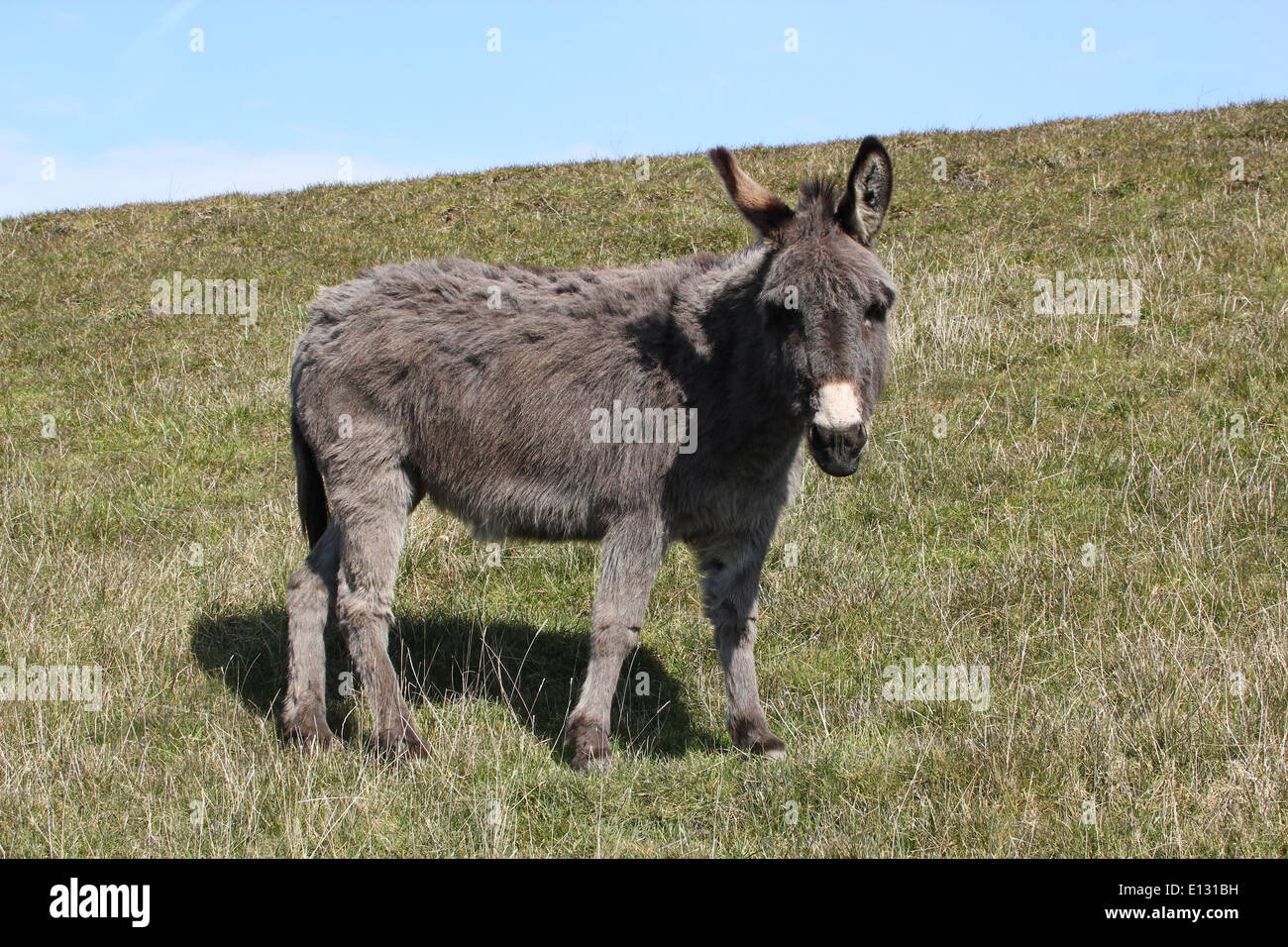 Donkey (Equus africanus asinus Stock Photo - Alamy