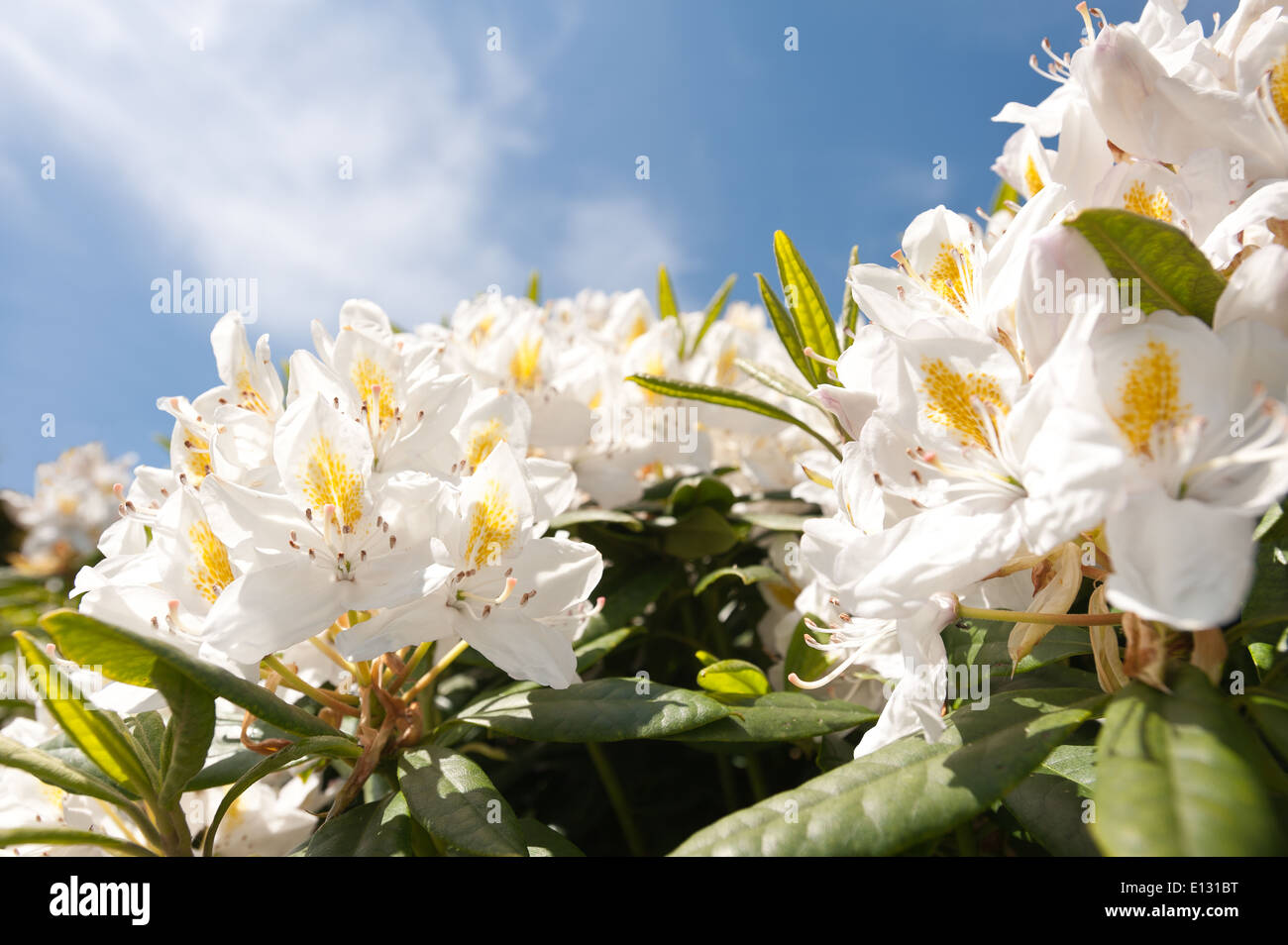 Abundant masses of delicate large blossom pale cream white and yellow ...