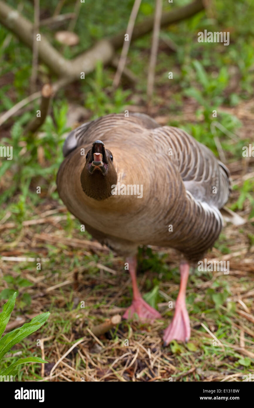 Pink-footed Goose (Anser brachyrhynchus). Gander, or male, defending ...