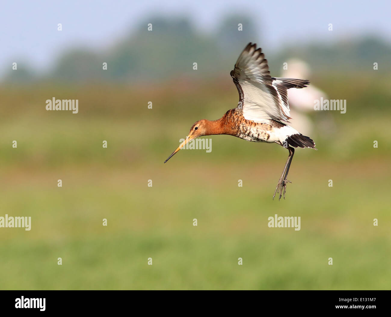 Black-tailed Godwit (Limosa limosa) in flight at close range, about to ...