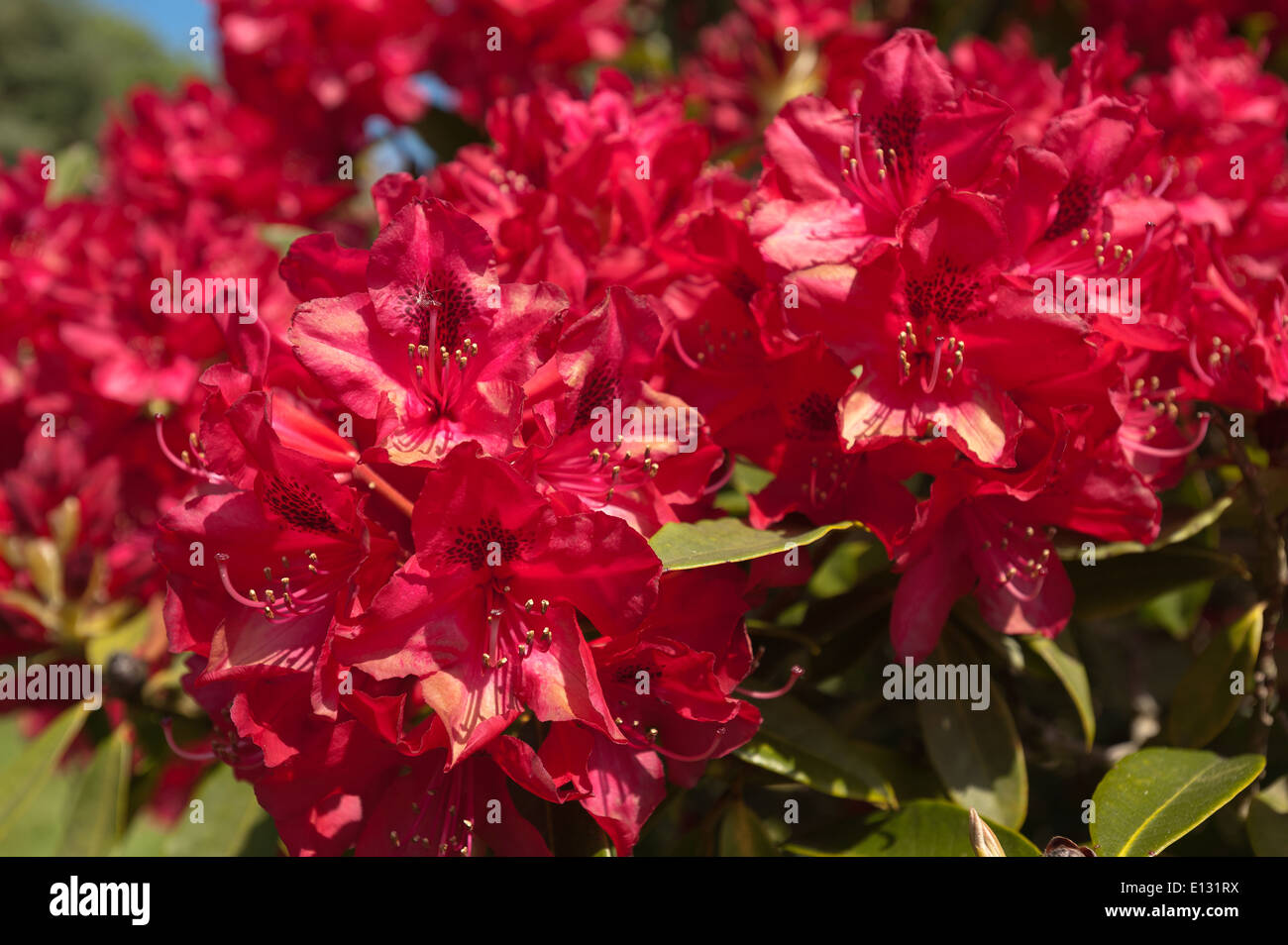 Blood red rhododendron flowers hi-res stock photography and images - Alamy