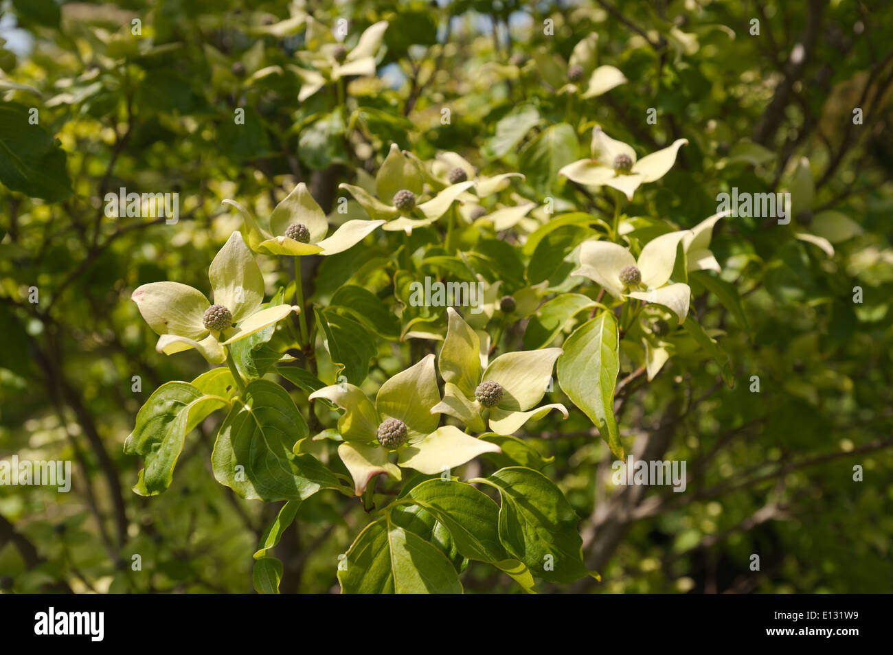 extremely unusual clematis like flowers of Kousa dogwood tree showing ...