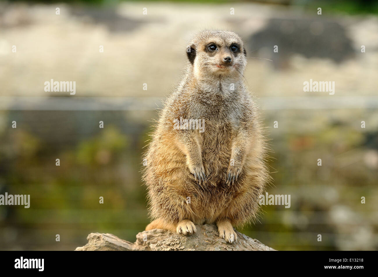 A Fat Meerkat Stock Photo - Alamy