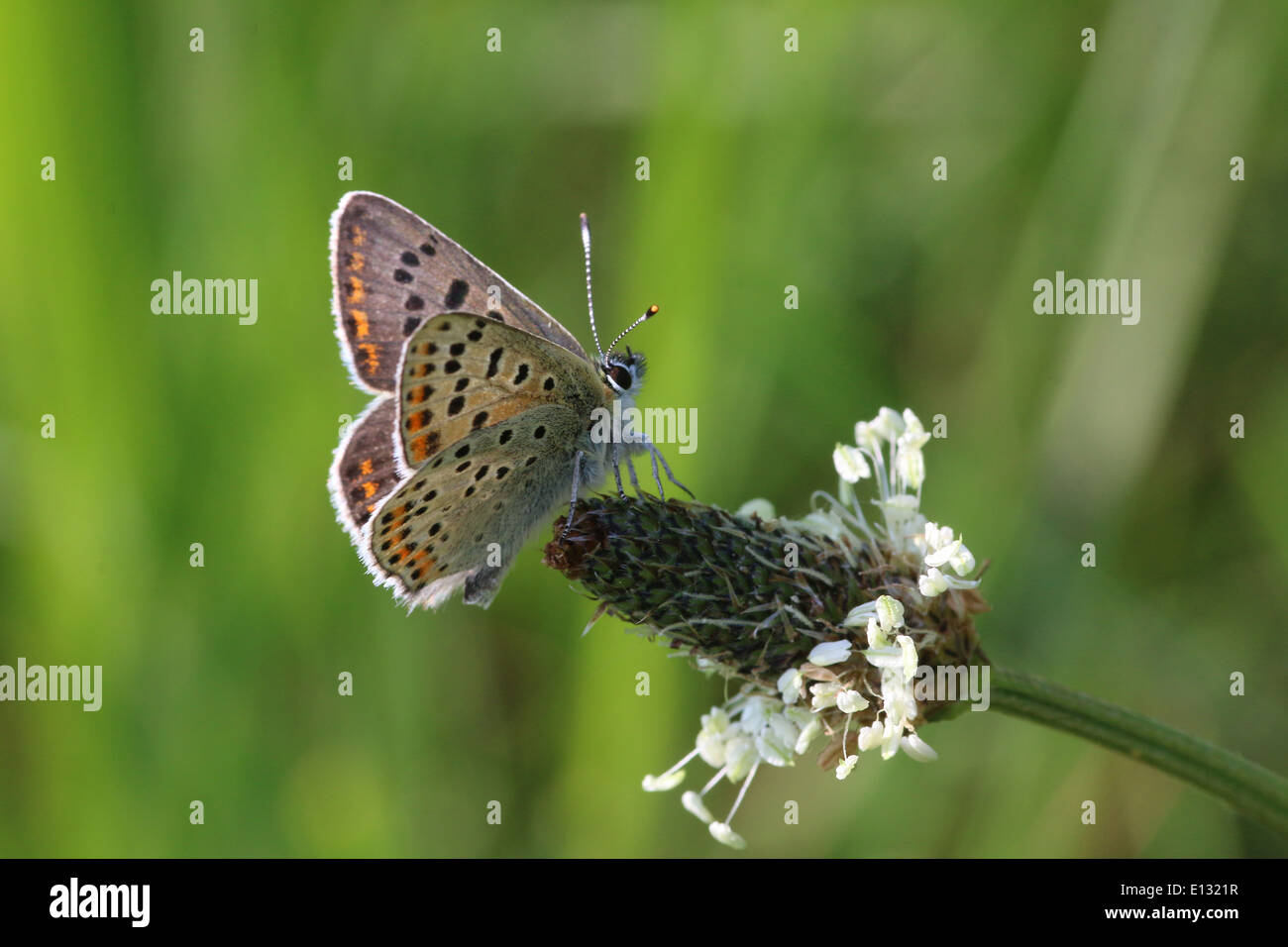 Heodes tityrus hi-res stock photography and images - Alamy