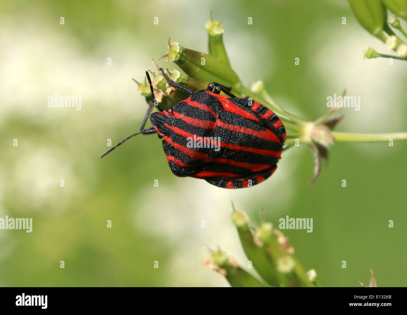 Percevejo das riscas hi-res stock photography and images - Alamy