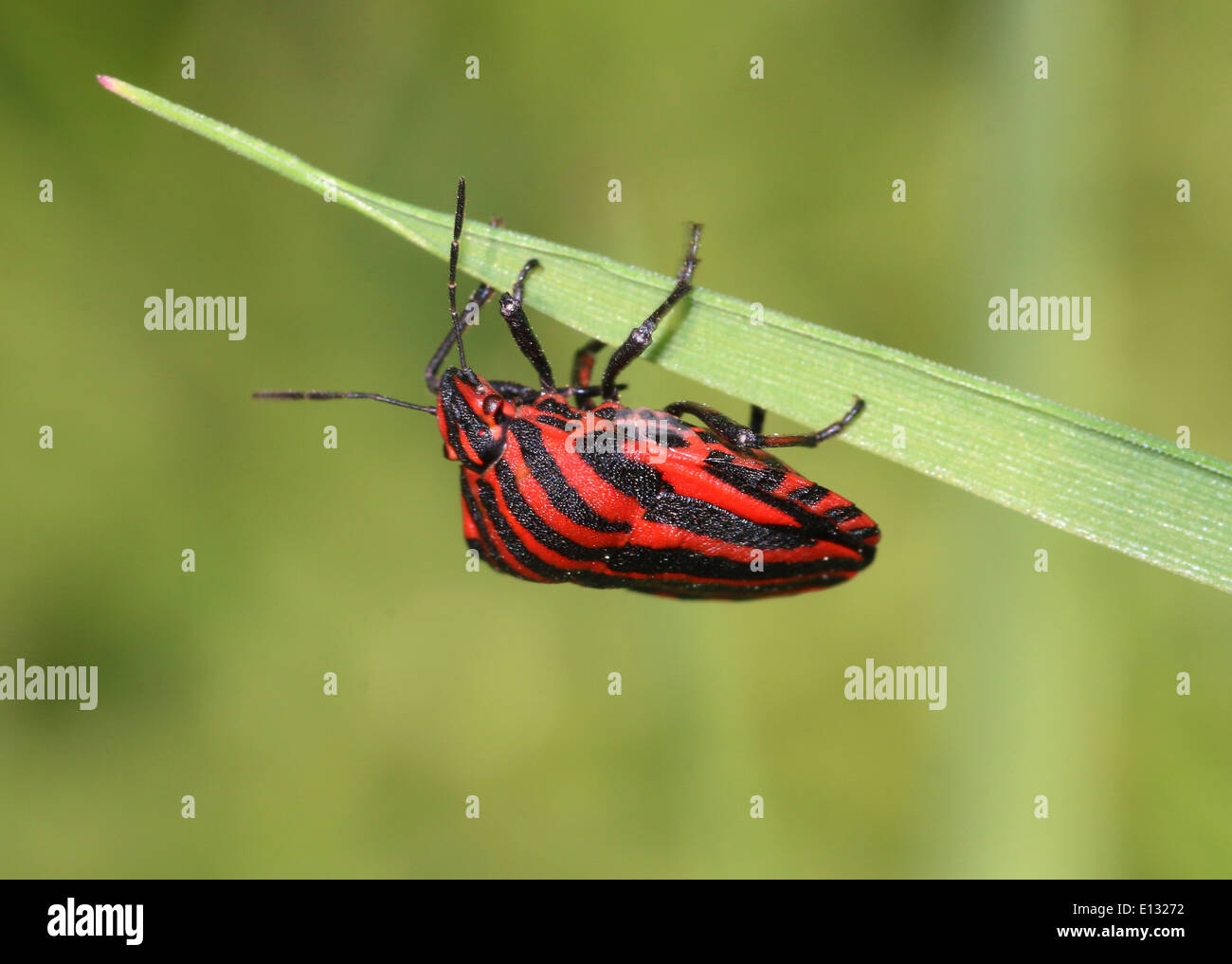 Arlequin beetle hi-res stock photography and images - Alamy