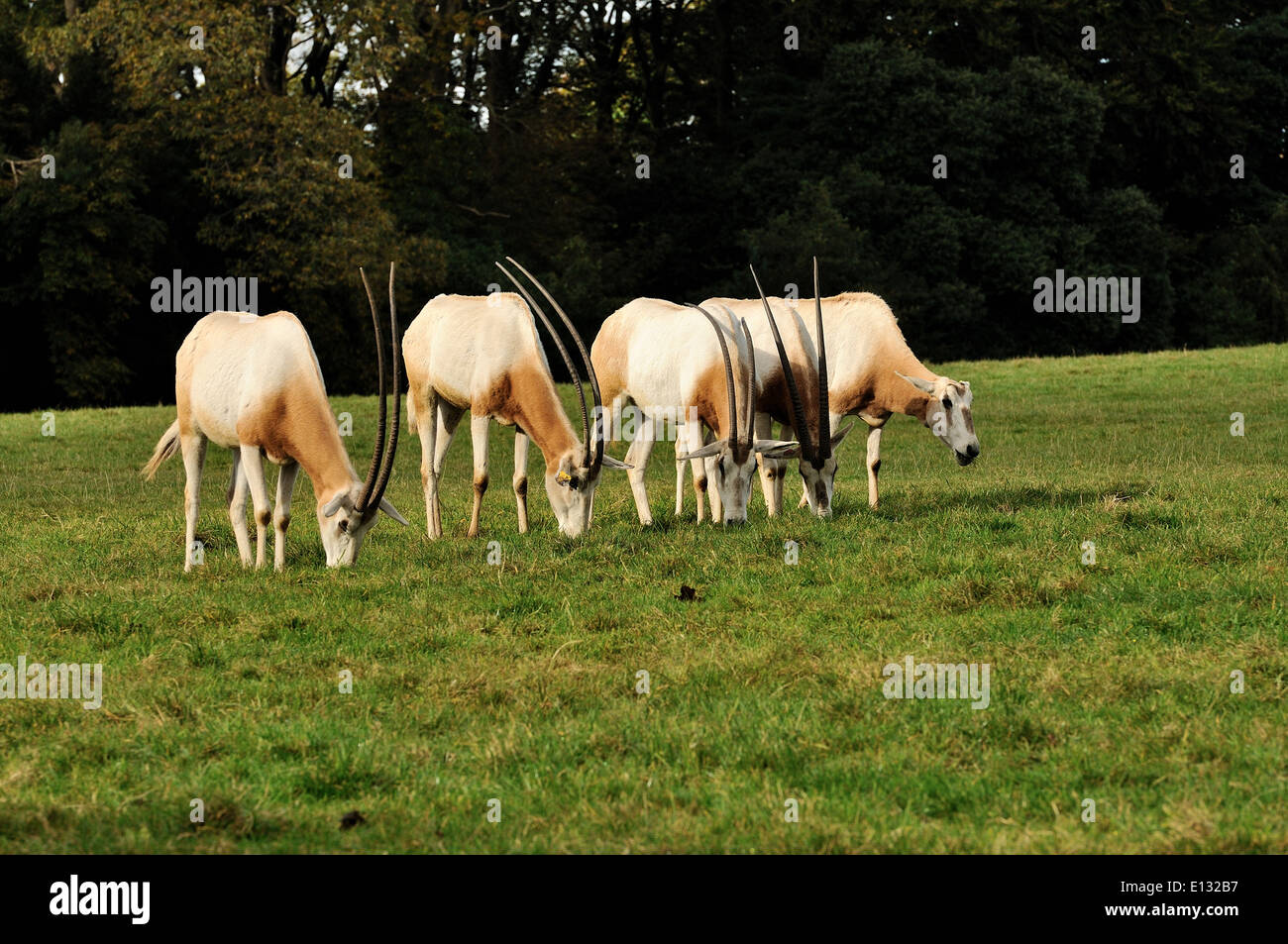 A group of Oryx Stock Photo - Alamy