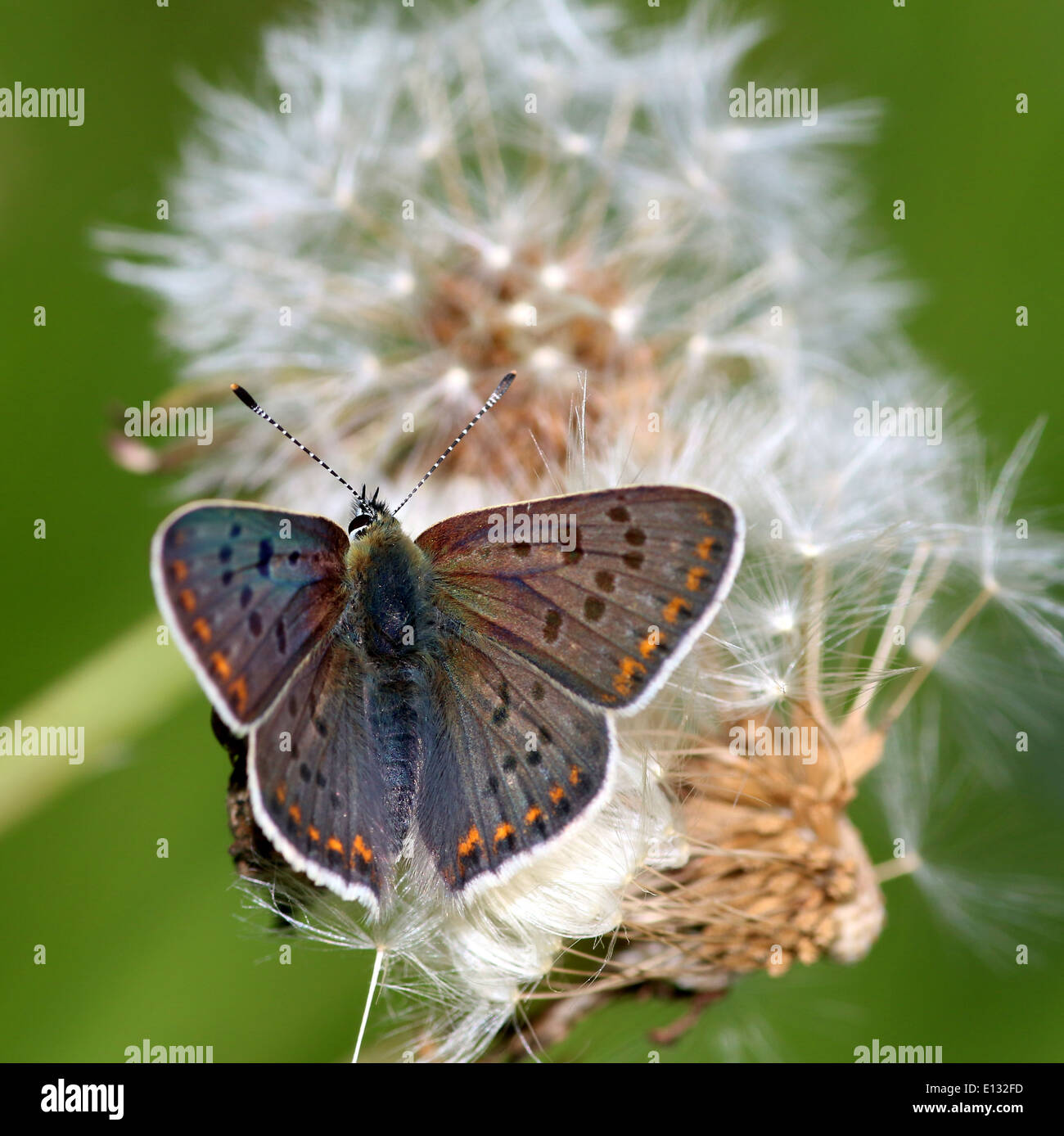 Detailed macro image the male sooty copper butterfly (Lycaena tityrus ...