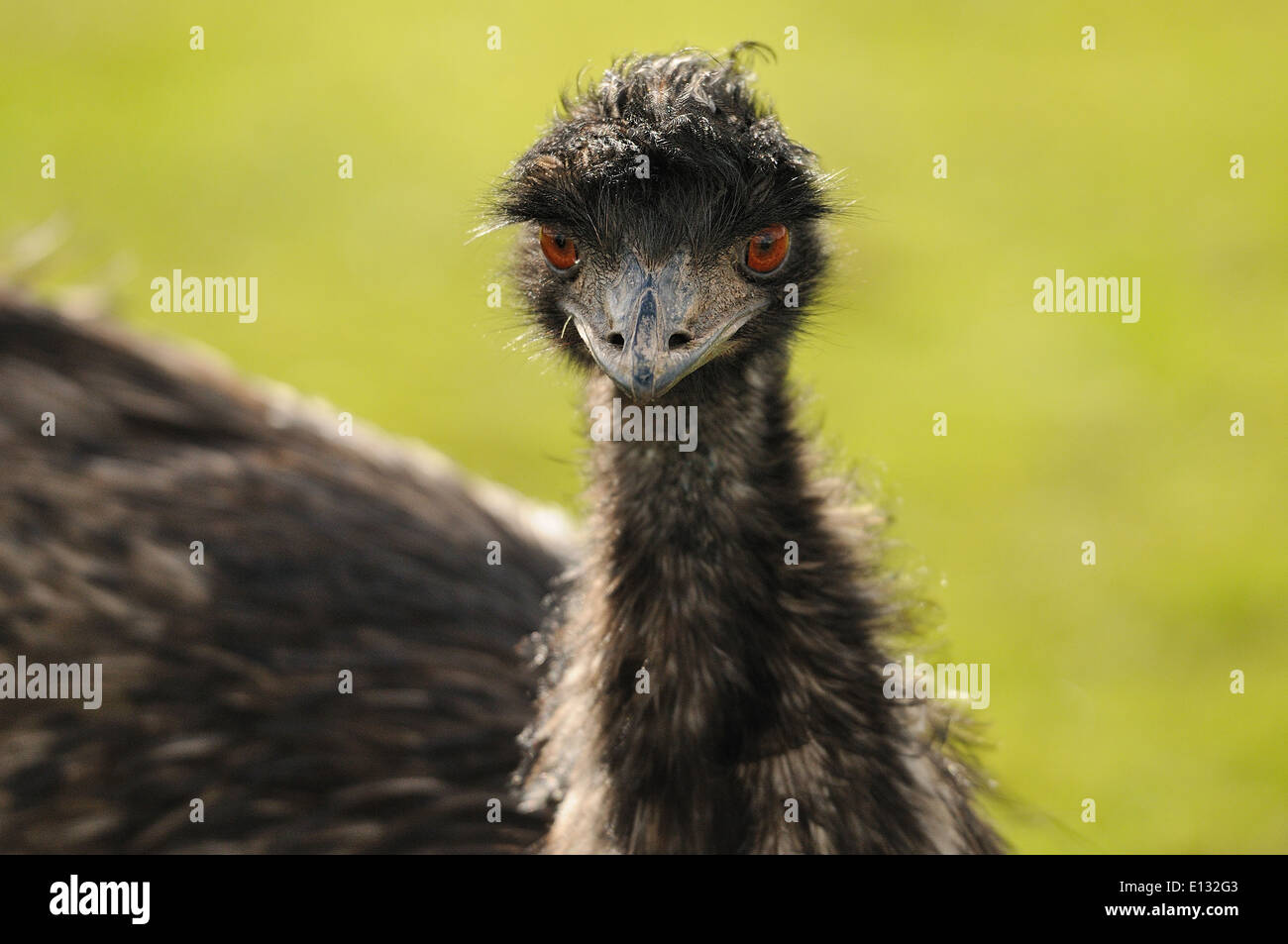 An emu staring Stock Photo - Alamy