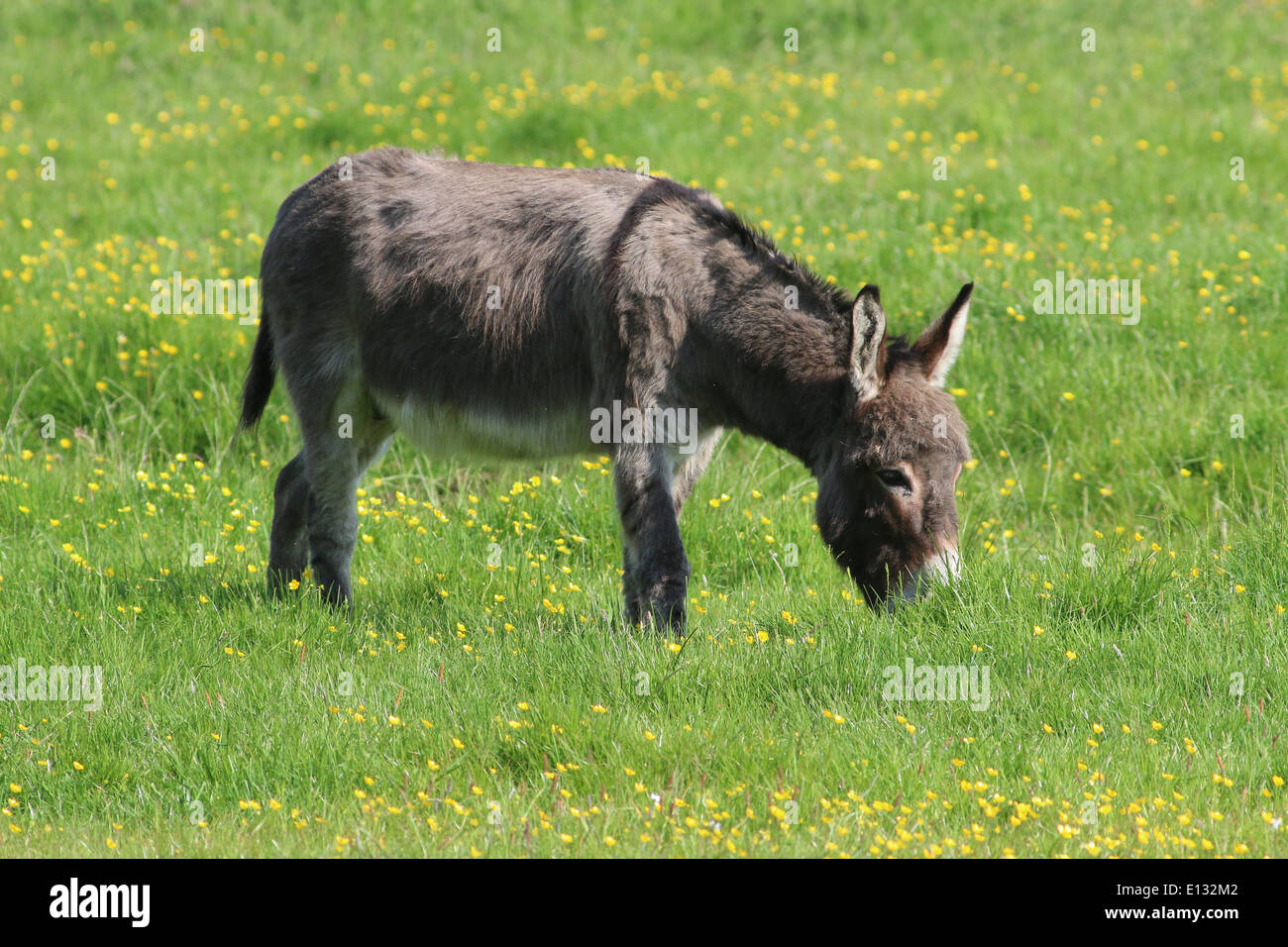 Donkey (Equus africanus asinus Stock Photo - Alamy