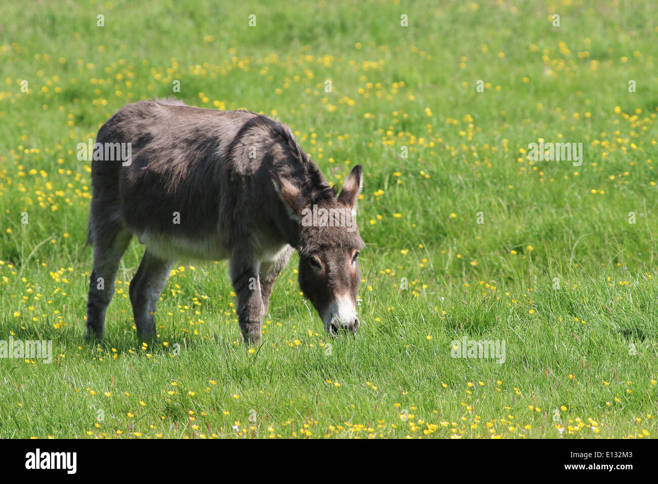 Donkey (Equus africanus asinus Stock Photo - Alamy