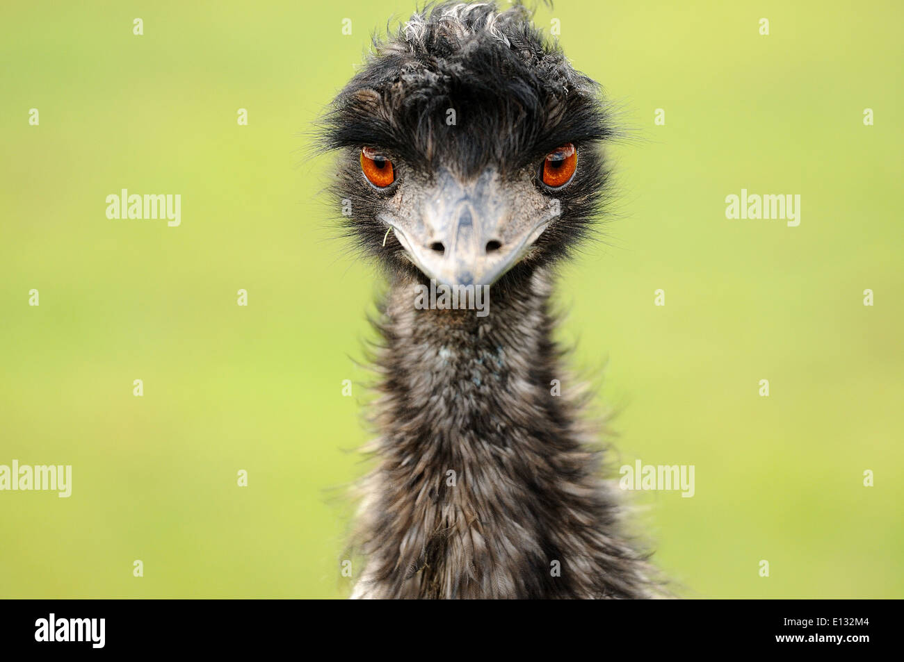 An Emu Gaze Stock Photo - Alamy