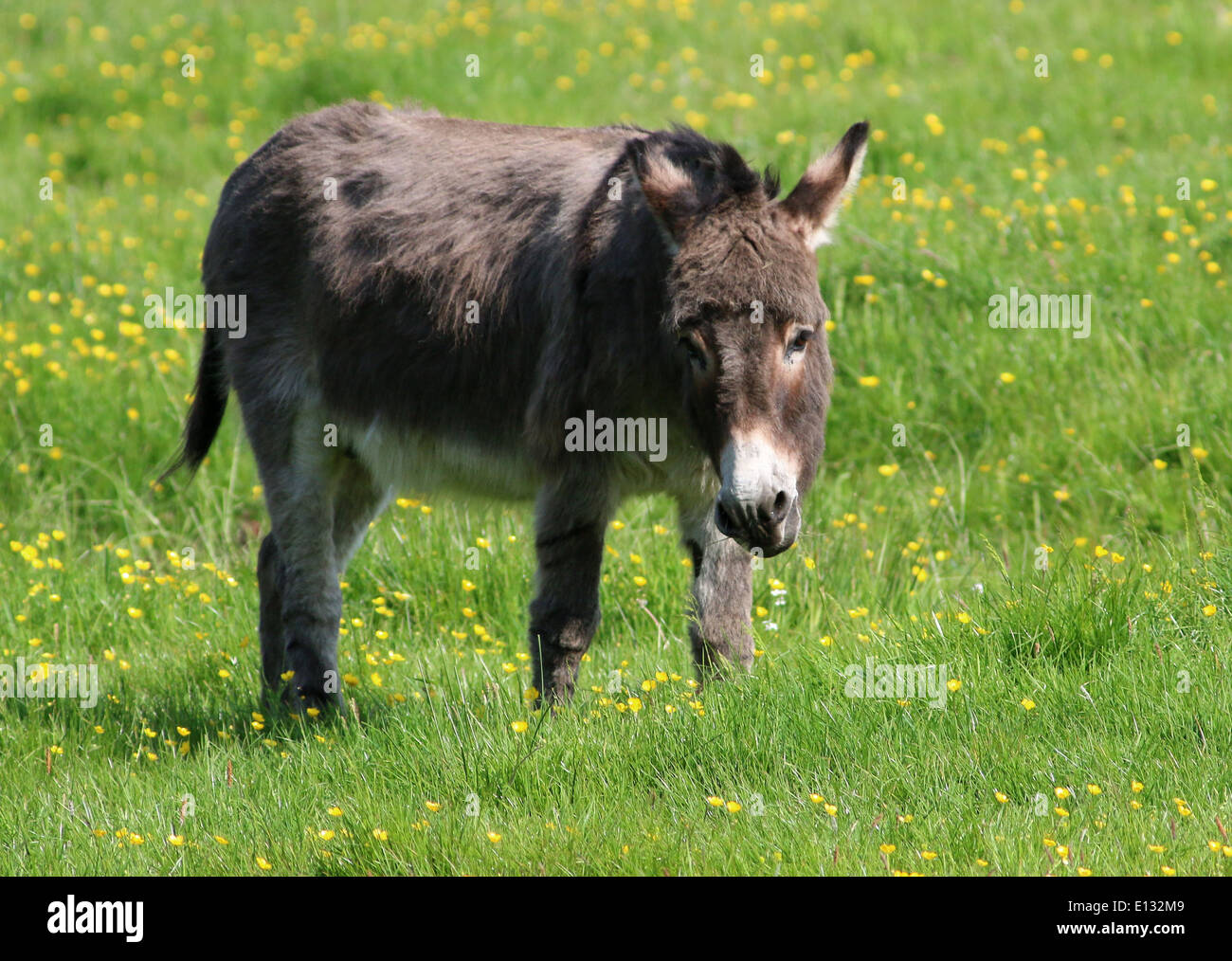 Donkey (Equus africanus asinus Stock Photo - Alamy