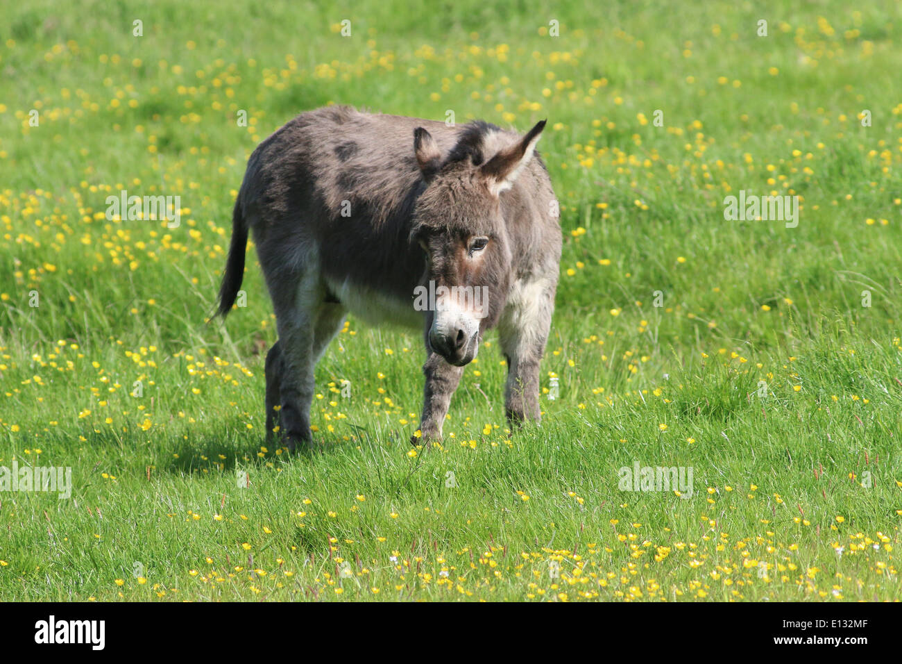 Donkey (Equus africanus asinus Stock Photo - Alamy