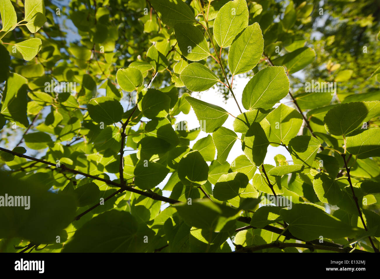 Delicate greens of the Katsura tree Cercidiphyllum japonicum in spring ...