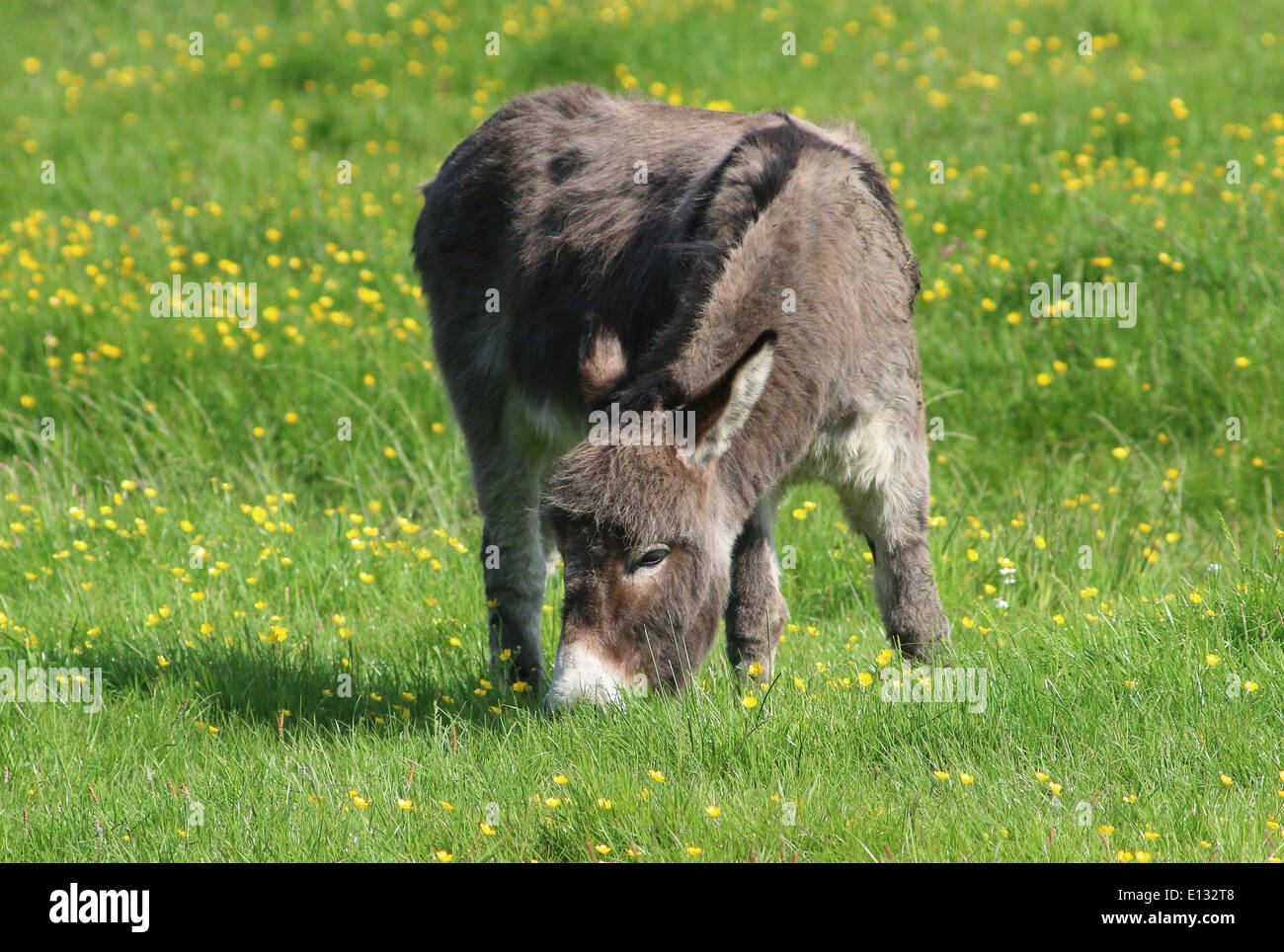 Donkey (Equus africanus asinus Stock Photo - Alamy