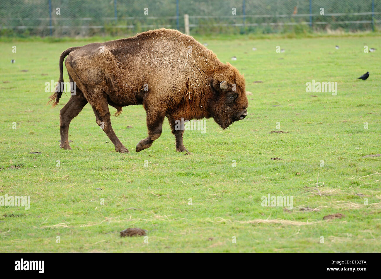 European bison green hi-res stock photography and images - Alamy