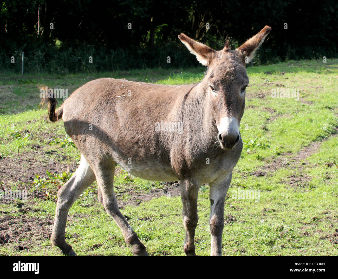 Donkey (Equus africanus asinus Stock Photo - Alamy