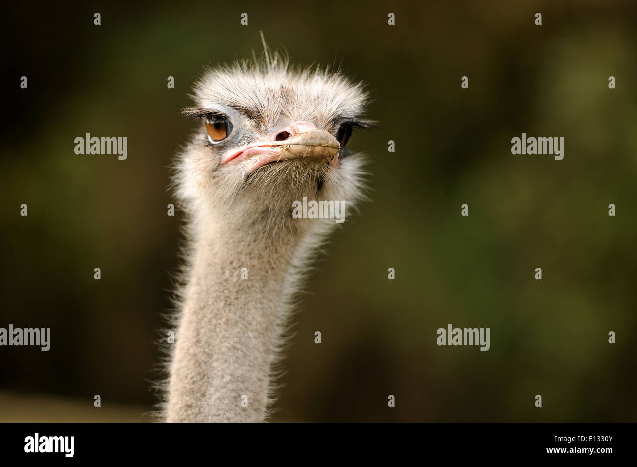 Ostrich neck hi-res stock photography and images - Alamy