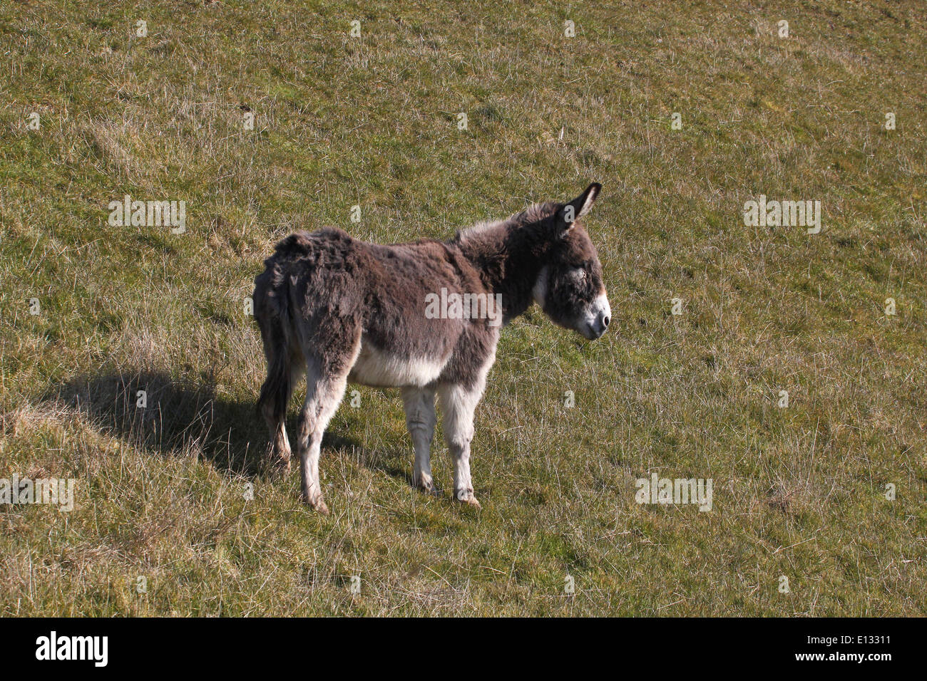 Donkey (Equus africanus asinus Stock Photo - Alamy