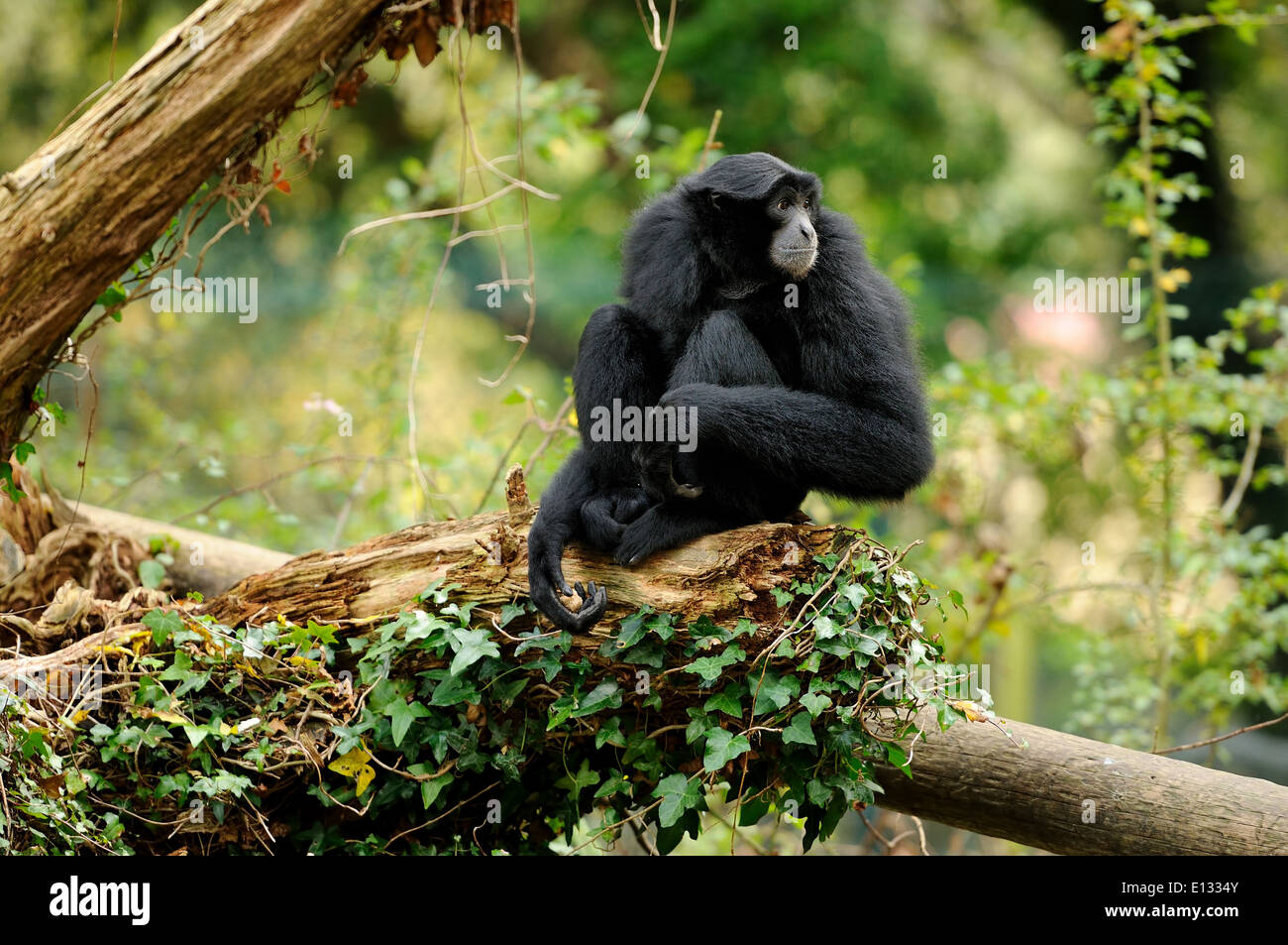 Siamang gibbon hi-res stock photography and images - Alamy