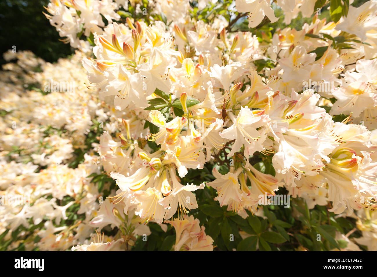 Abundant masses of delicate large blossom pale cream white and yellow ...