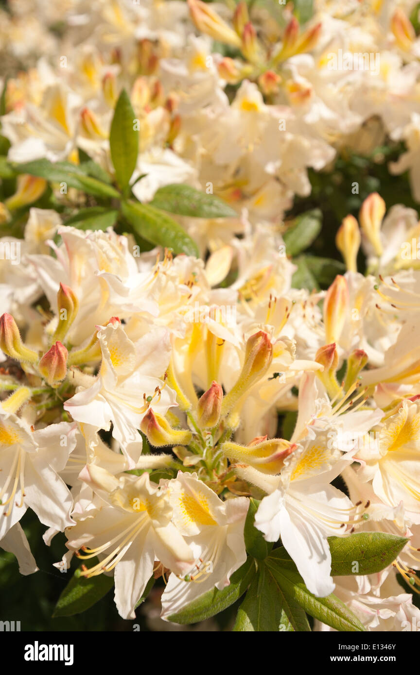 Abundant masses of delicate large blossom pale cream white and yellow ...